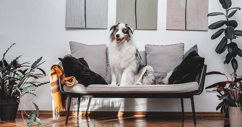 Life with pets inside is messy but worth it